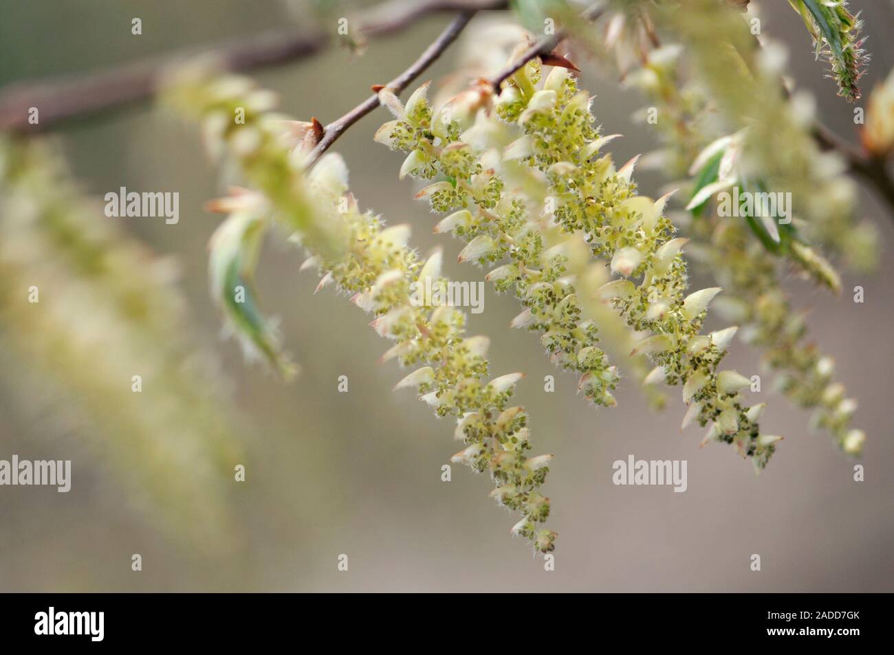 Japanese Hornbeam (Carpinus japonica) flowering in the spring Stock ...