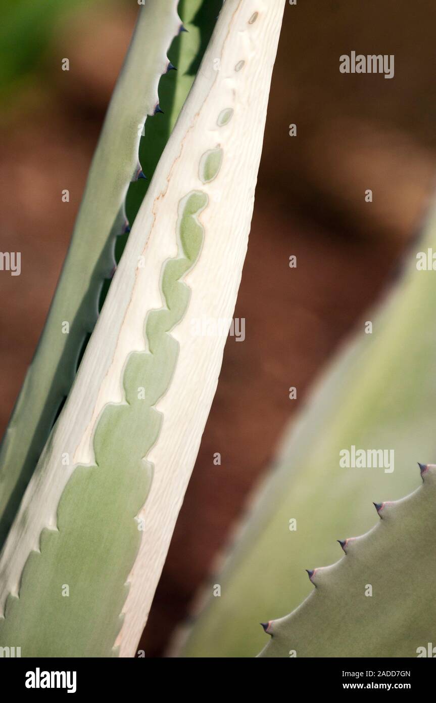 Detail of an Agave sp. leaf Stock Photo - Alamy