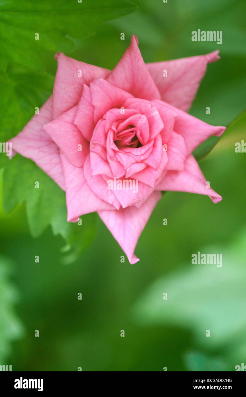 A single Rose (Rosa 'Lady Ann Kidwell') flowering in the summer Stock ...