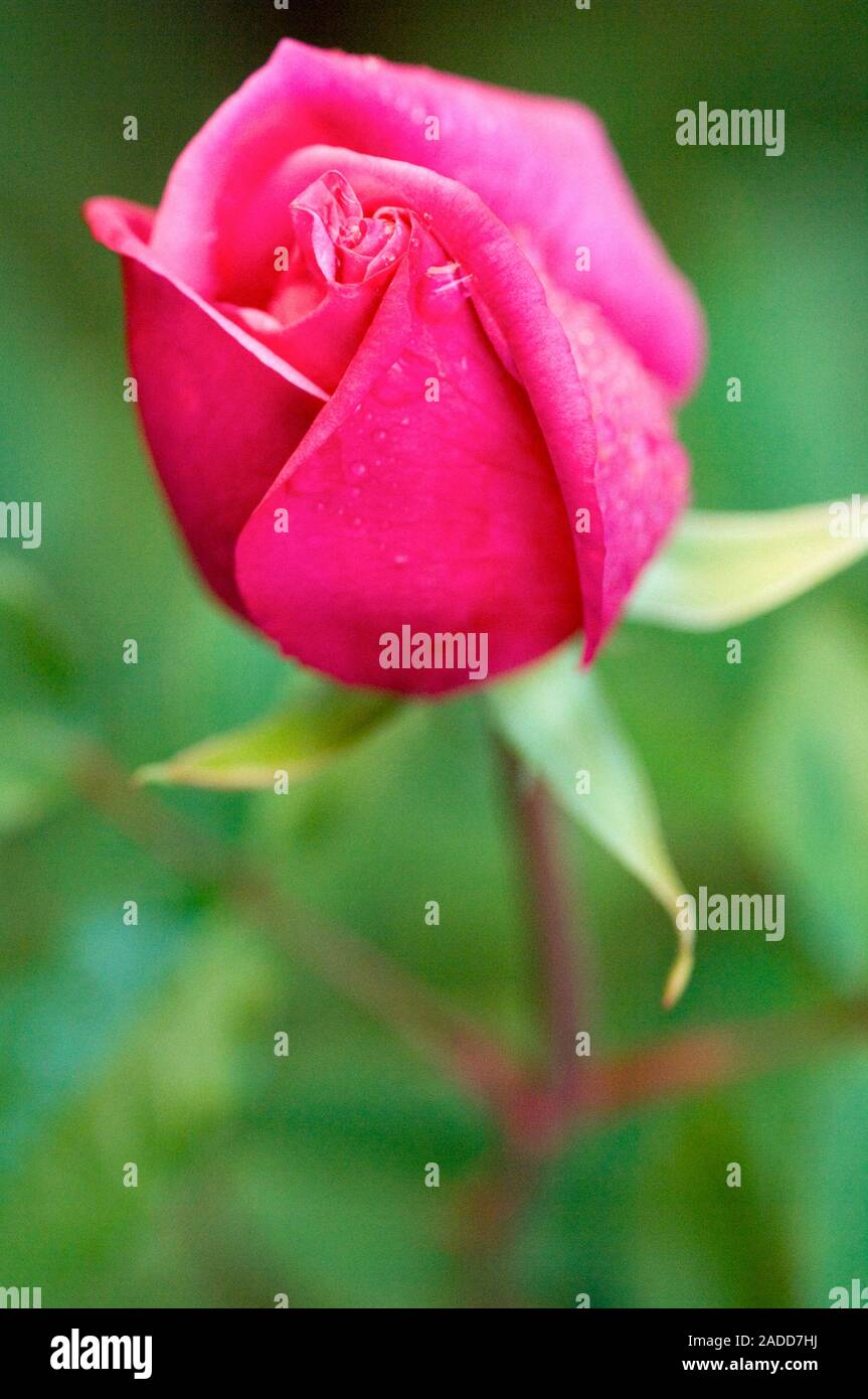 A single Rose (Rosa 'Lady Ann Kidwell') flowering in the summer Stock ...