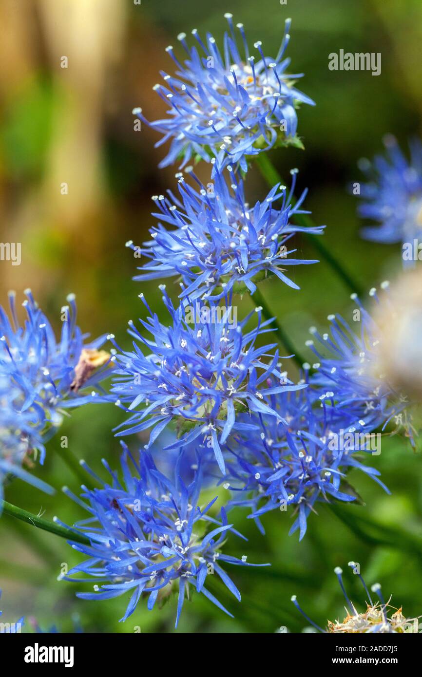 Jasonia crispa hi-res stock photography and images - Alamy