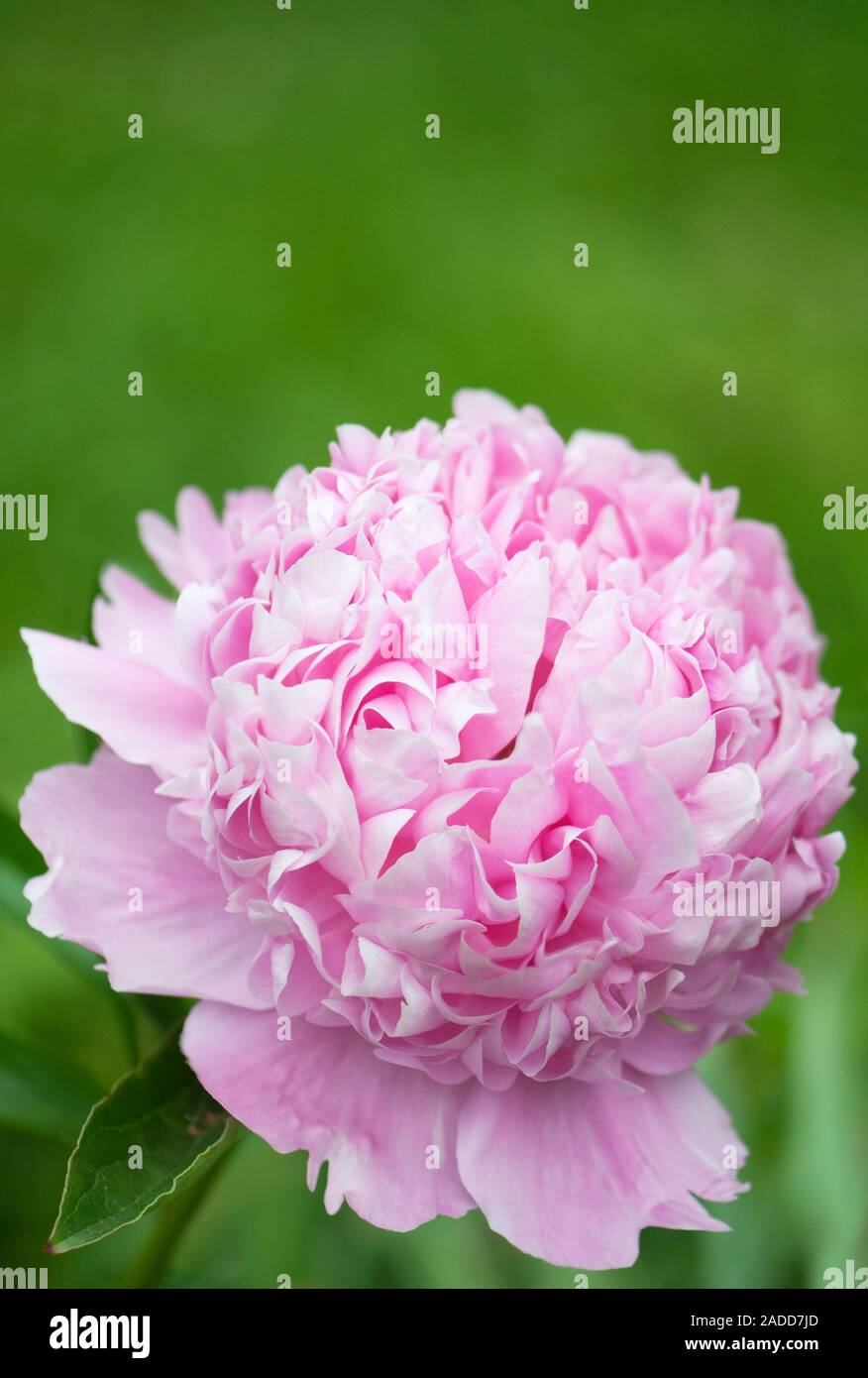 A single Peony (Paeonia lactiflora) flowering in the summer Stock Photo ...
