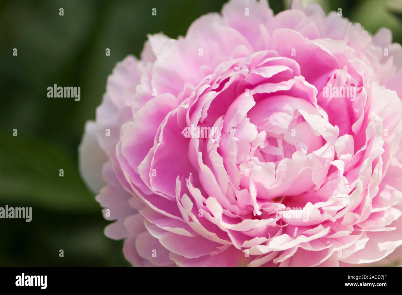 A single Peony (Paeonia lactiflora 'Sarah Bernhardt') flowering in the ...