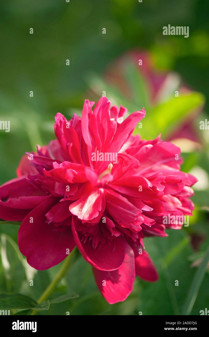 A single Peony (Paeonia lactiflora) flowering in the summer Stock Photo ...
