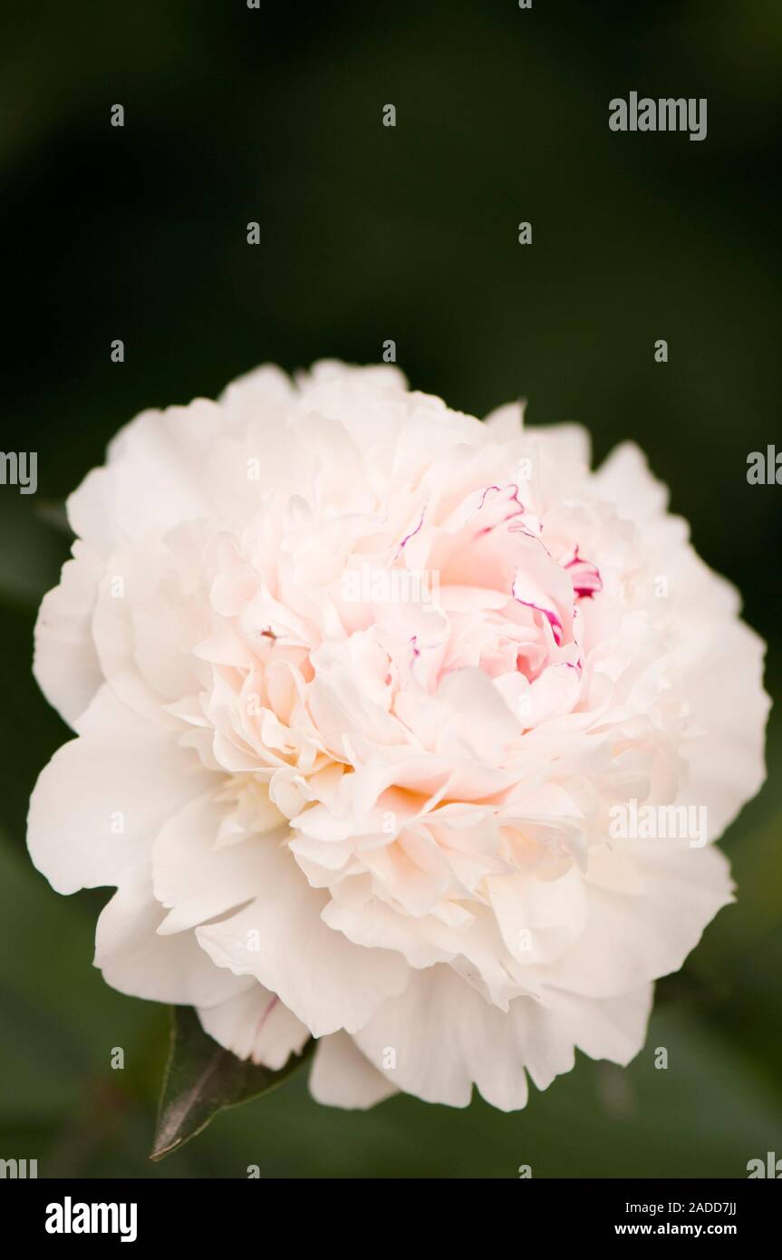 A single Peony (Paeonia lactiflora 'Festiva maxima') flowering in the ...