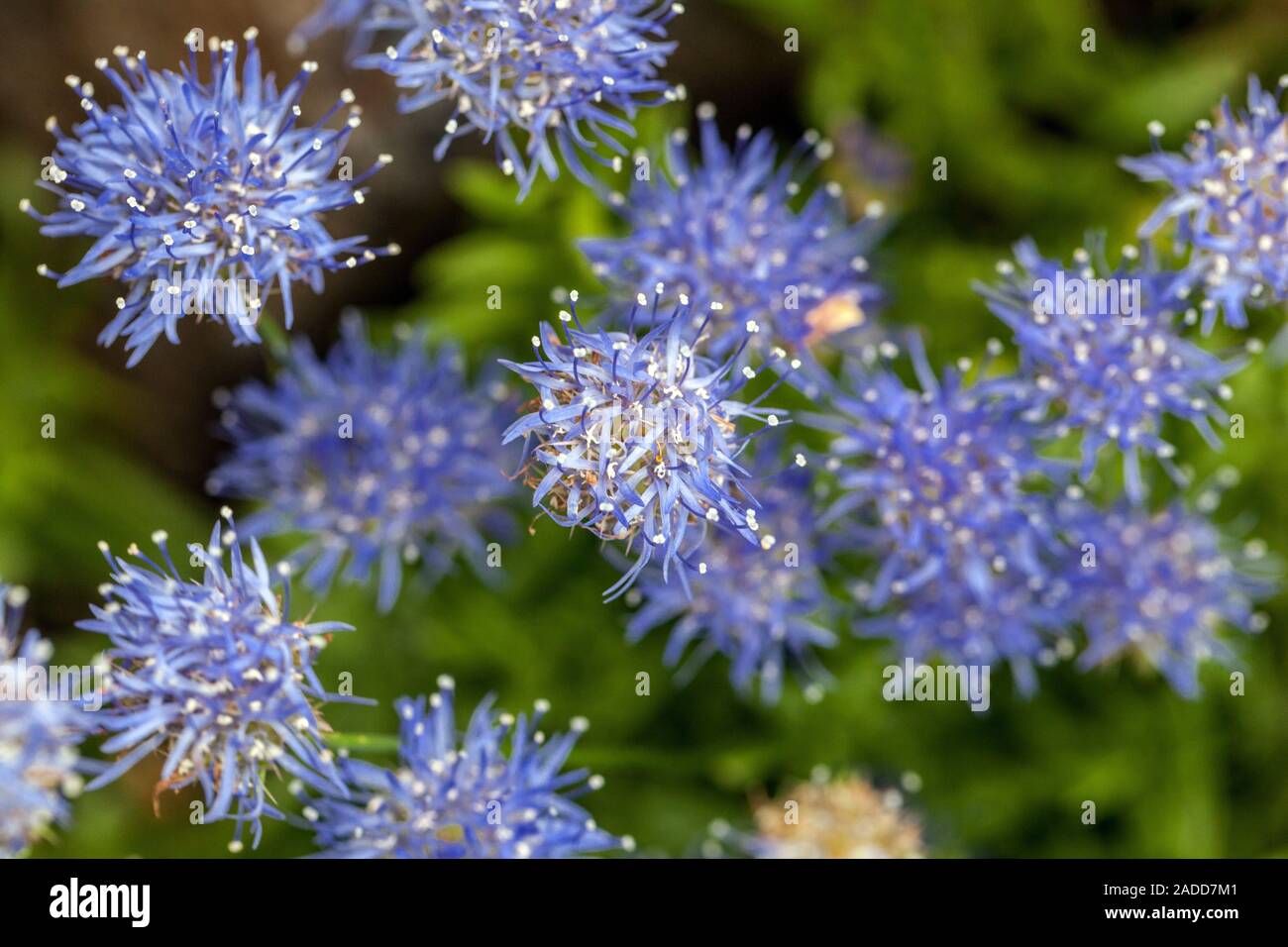 Jasonia crispa hi-res stock photography and images - Alamy