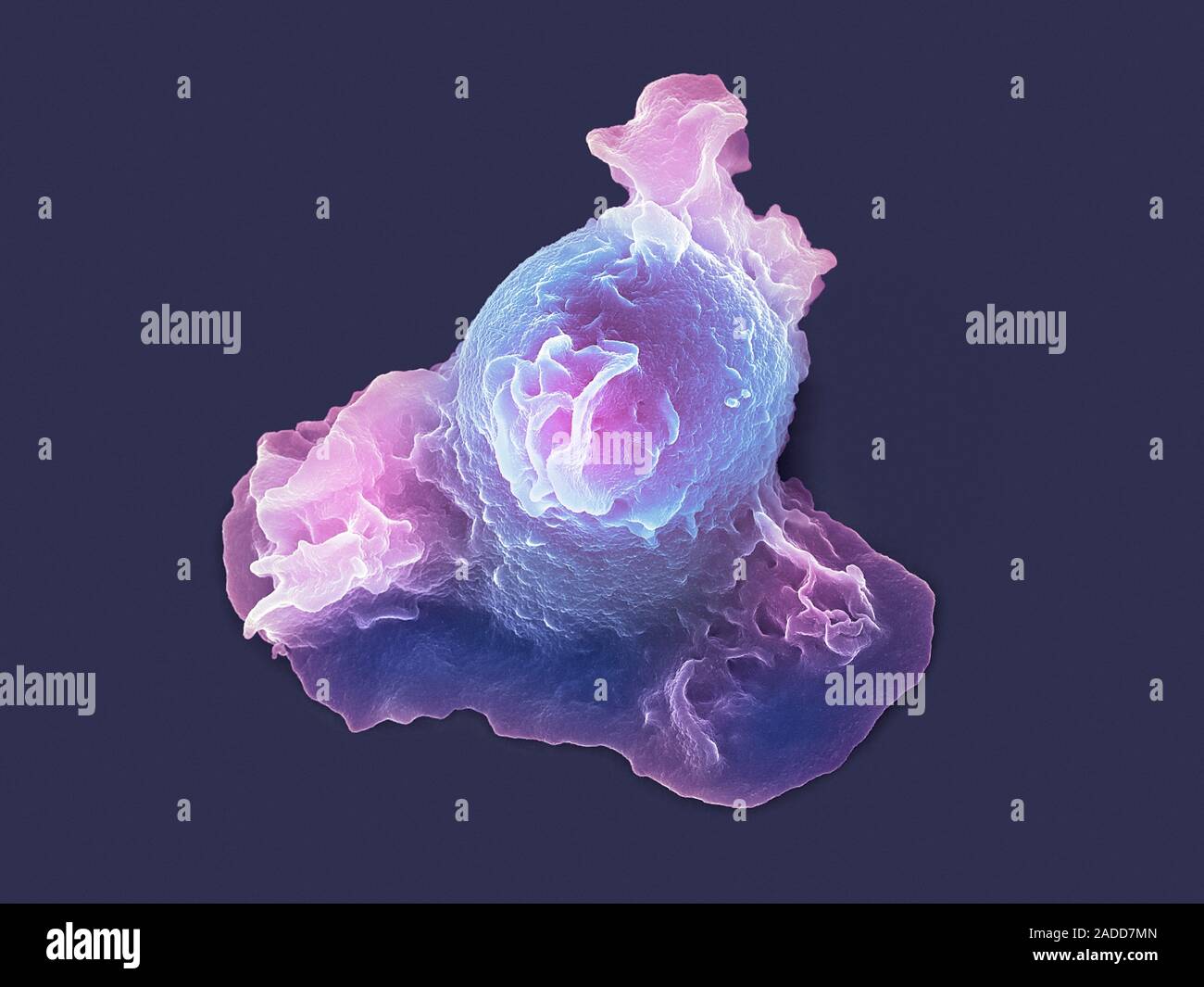 Coloured scanning electron micrograph (SEM) of a neutrophil white blood ...