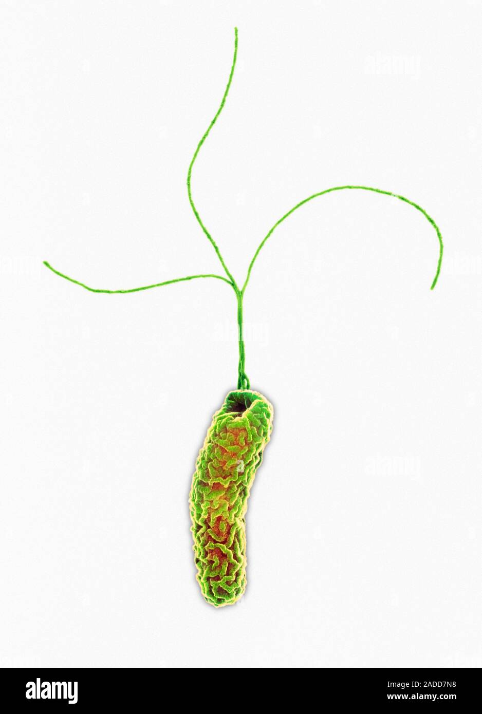 Helicobacter pylori bacterium, coloured scanning electron micrograph ...