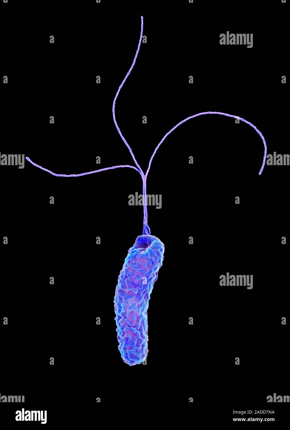 Helicobacter pylori bacterium, coloured scanning electron micrograph ...