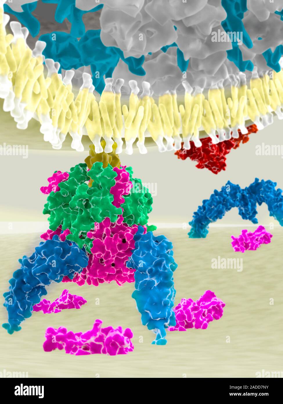 Lassa virus glycoprotein. Illustration of the surface protein (lower ...