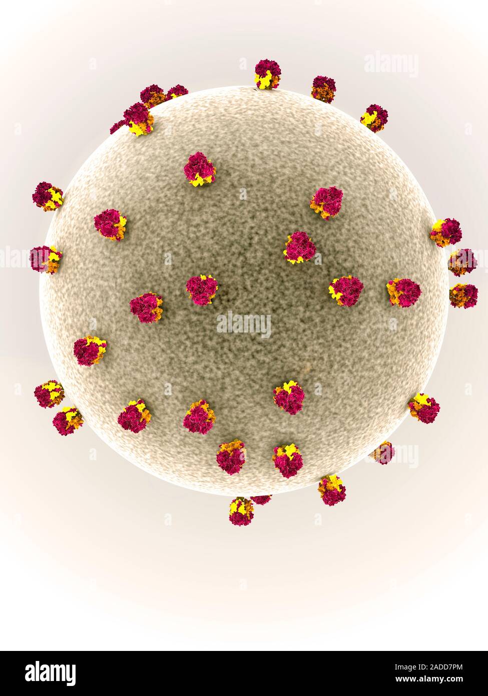 Lassa virus particle, illustration. Each virus consists of an RNA ...