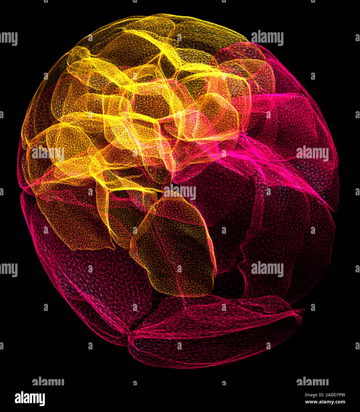 Blastocyst of the mouse embryo, confocal microscopy and 3D virtual ...