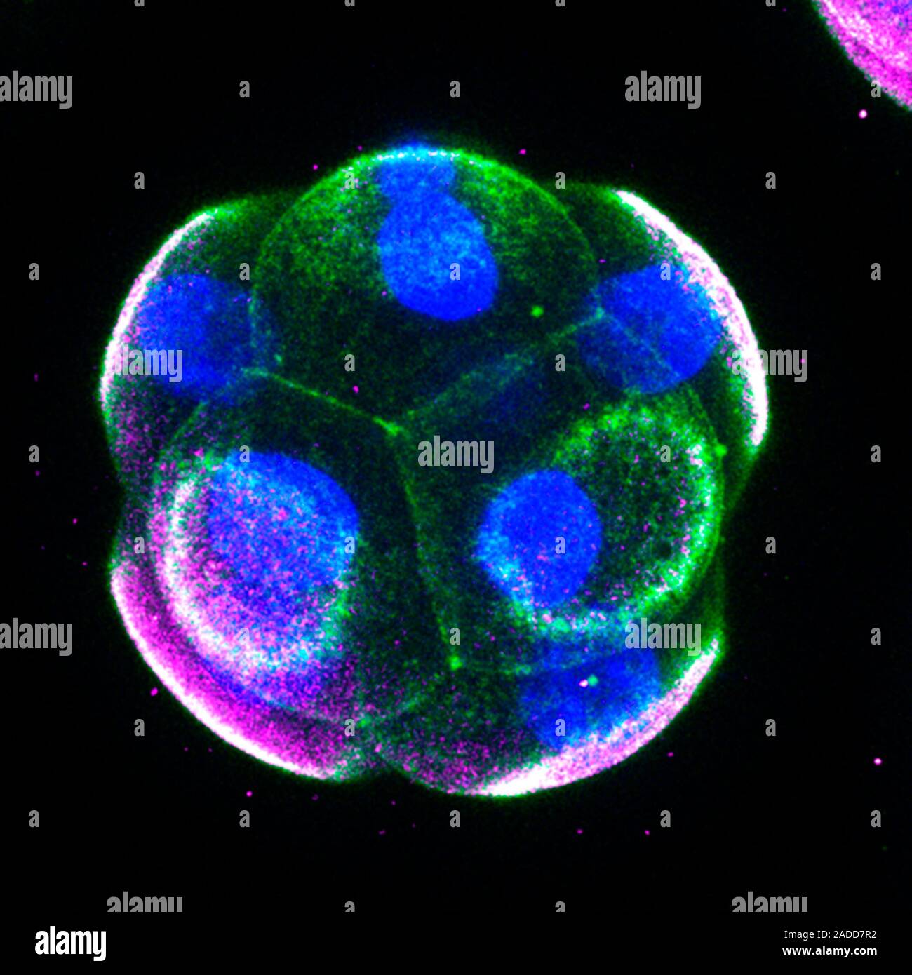 Confocal light micrograph of a mouse embryo at the eight-cell stage ...