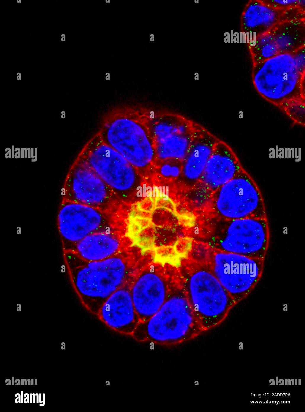 Immunofluorescence Light Micrograph Of A Mouse Embryo At The Implantation Stage The Stage Where