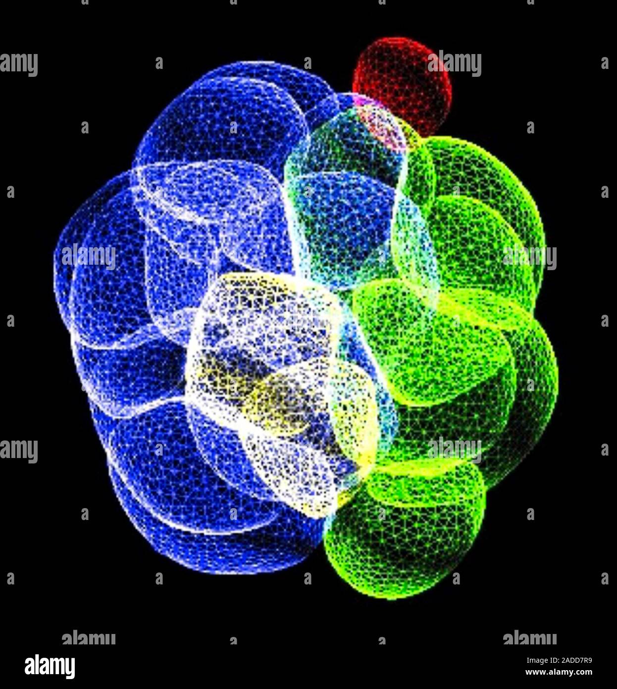 Sixteen-cell mouse embryo, confocal microscopy and 3D virtual embryo ...