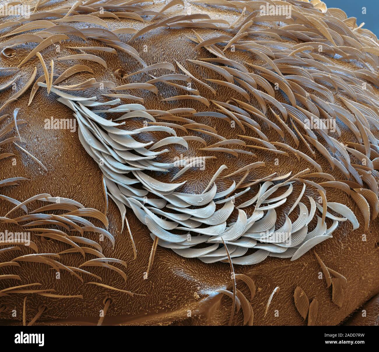 Mosquito scales. Coloured scanning electron micrograph (SEM) of scales ...