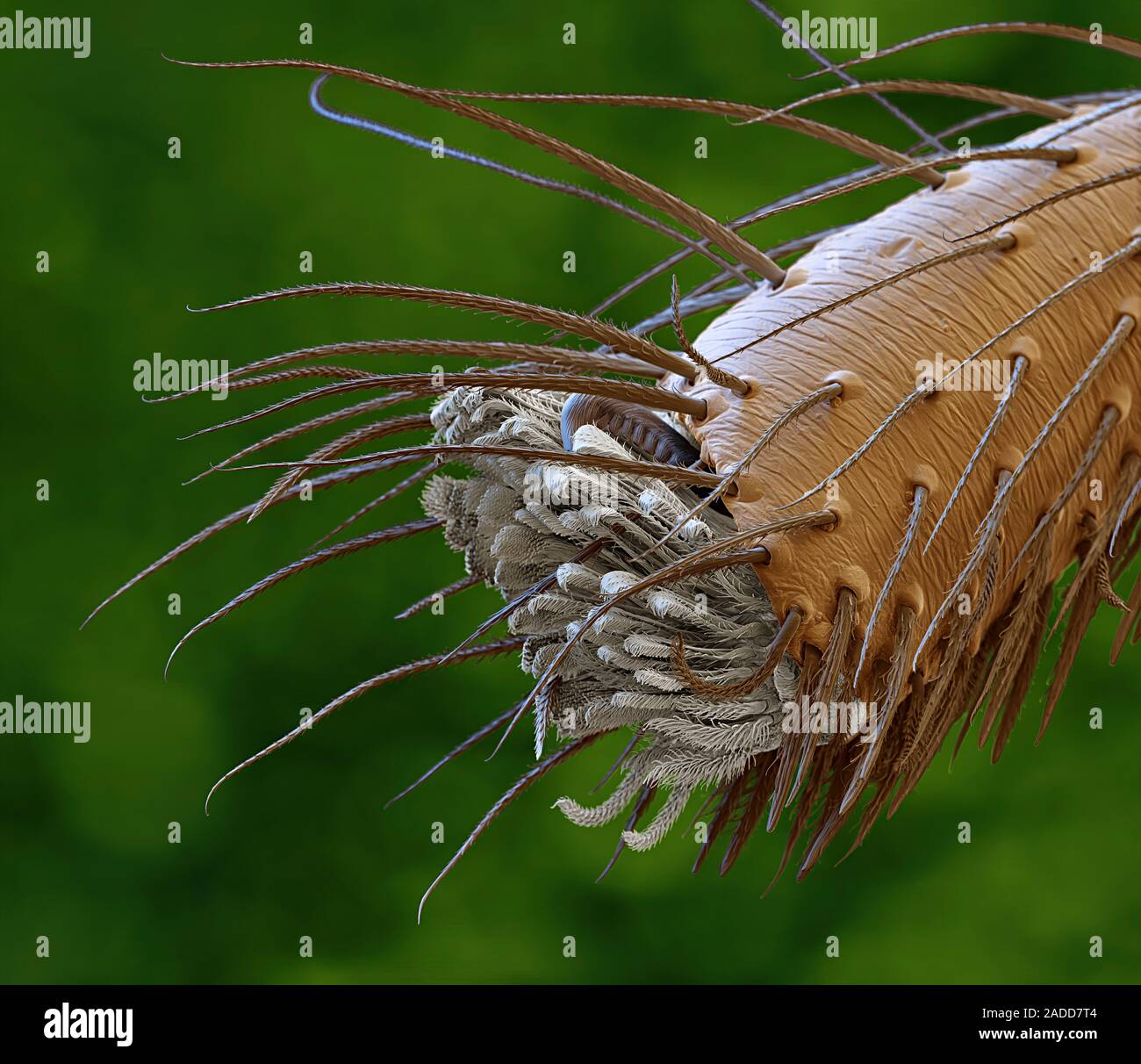 Spider's foot. Coloured scanning electron micrograph (SEM) of a spider ...