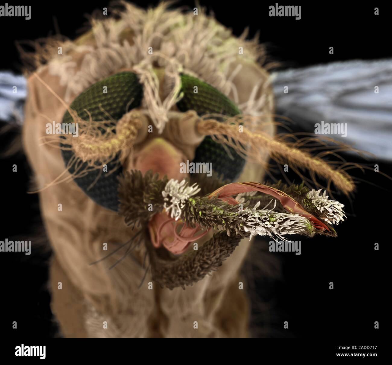 Anopheles mosquito. Coloured scanning electron micrograph (SEM) of a ...