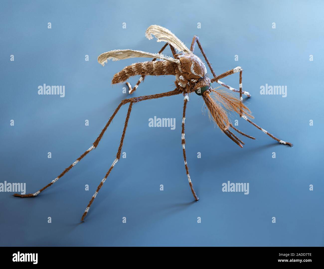 Anopheles mosquito. Coloured scanning electron micrograph (SEM) of a ...