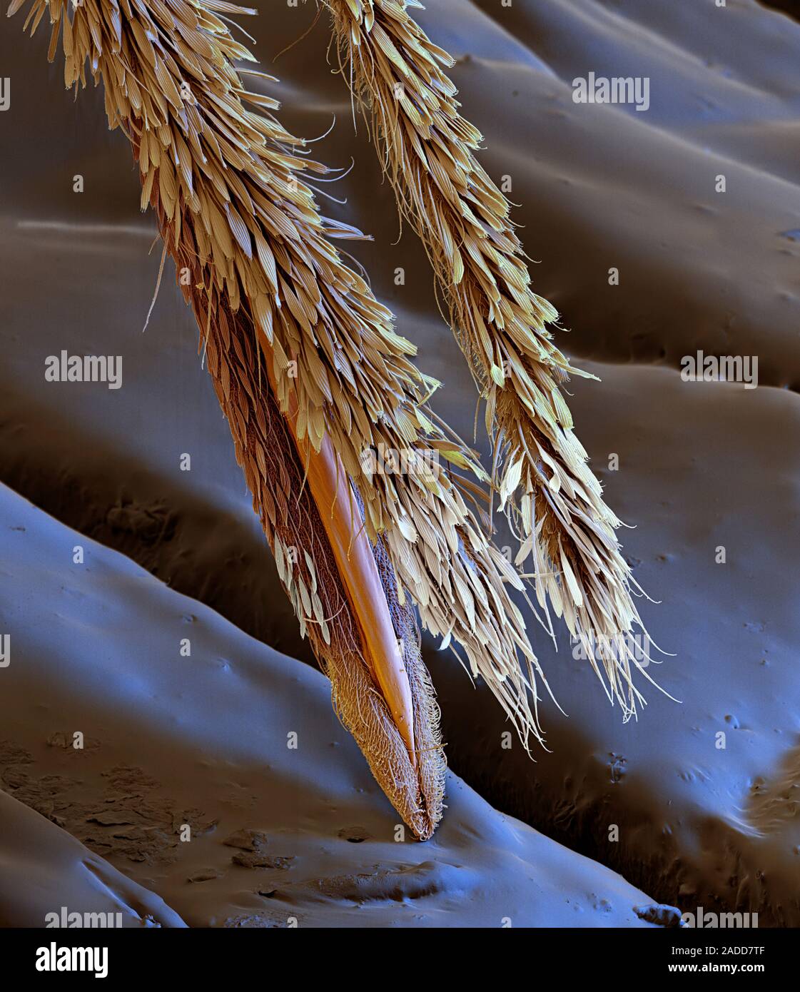 Anopheles mosquito proboscis. Coloured scanning electron micrograph ...