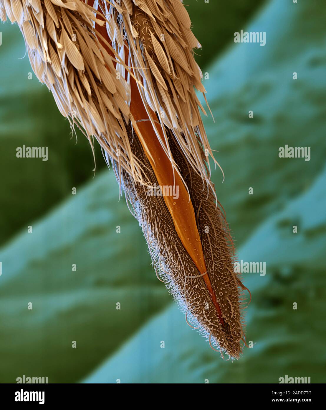 Anopheles mosquito proboscis. Coloured scanning electron micrograph ...