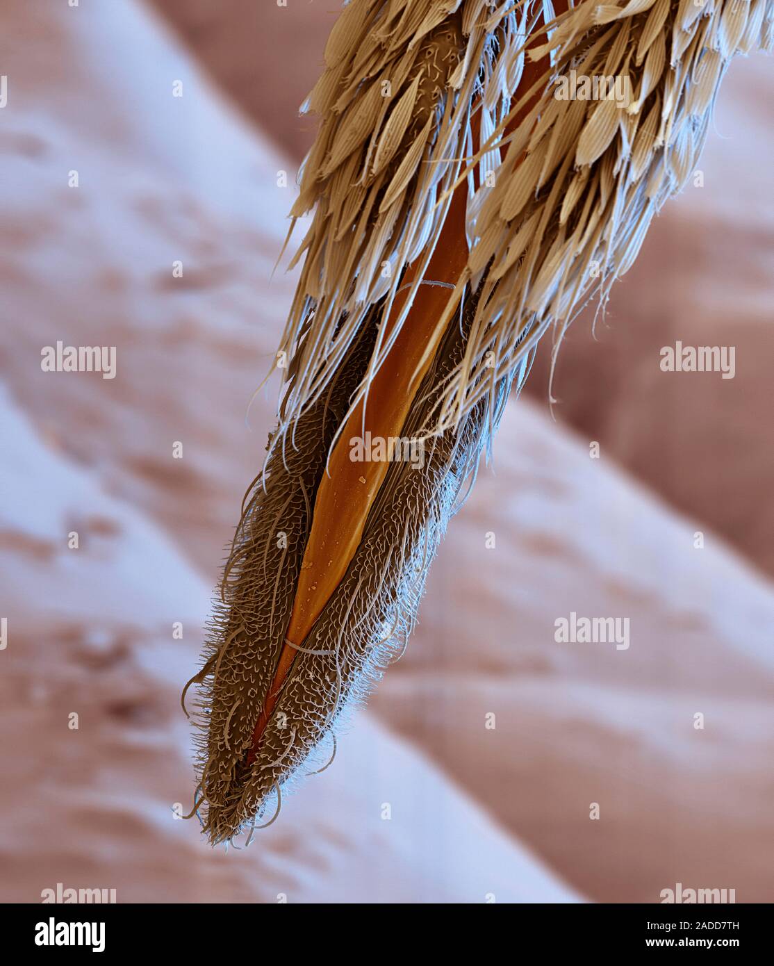 Anopheles mosquito proboscis. Coloured scanning electron micrograph ...