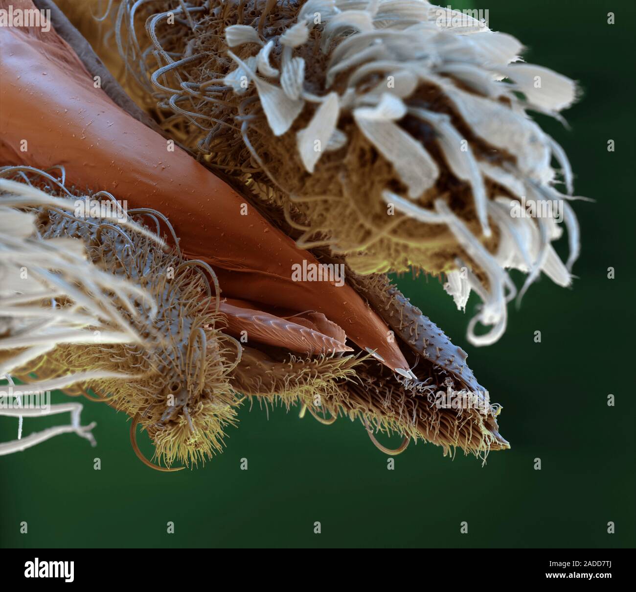 Anopheles mosquito proboscis. Coloured scanning electron micrograph ...