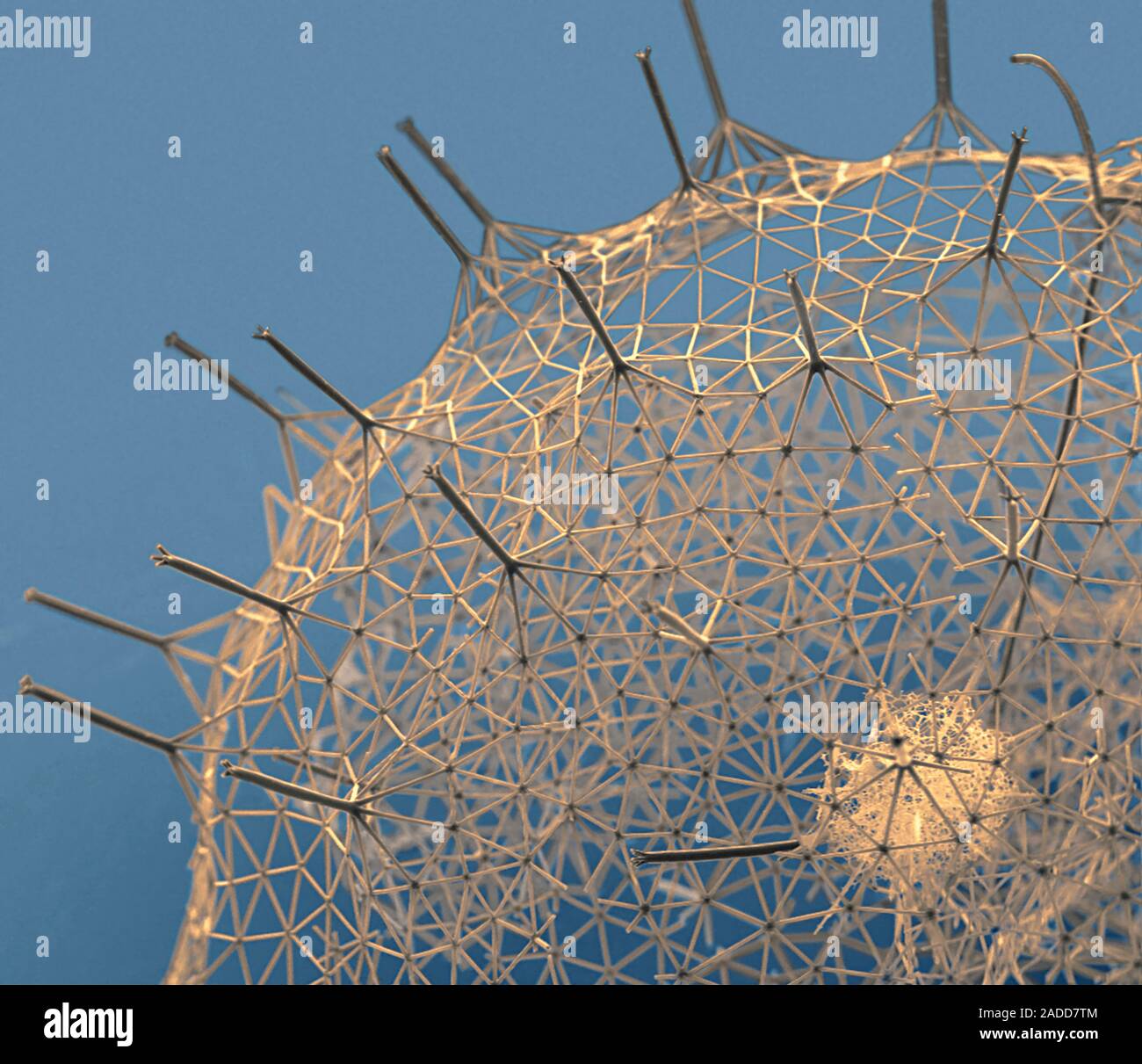 Aulosphaera radiolarian,. Scanning electron micrograph (SEM) of the ...