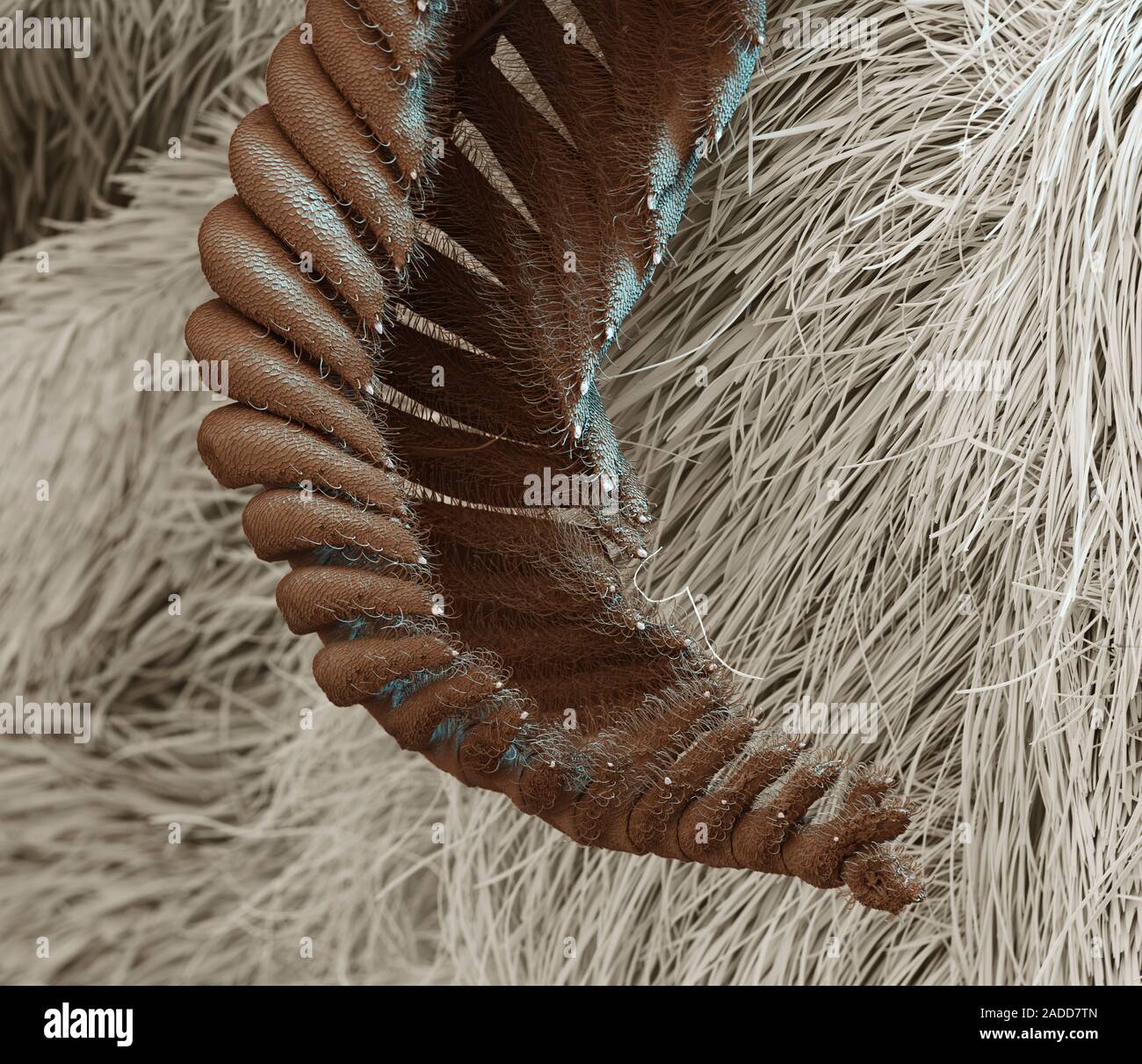 Silk moth antenna. Coloured scanning electron micrograph (SEM) of the ...