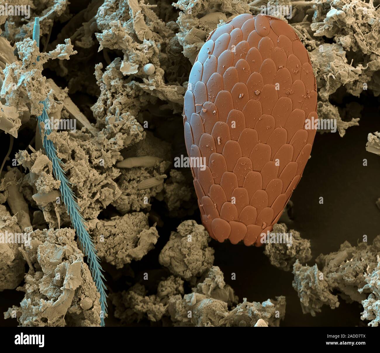 Bromeliad biotope specimen. Coloured scanning electron micrograph (SEM ...