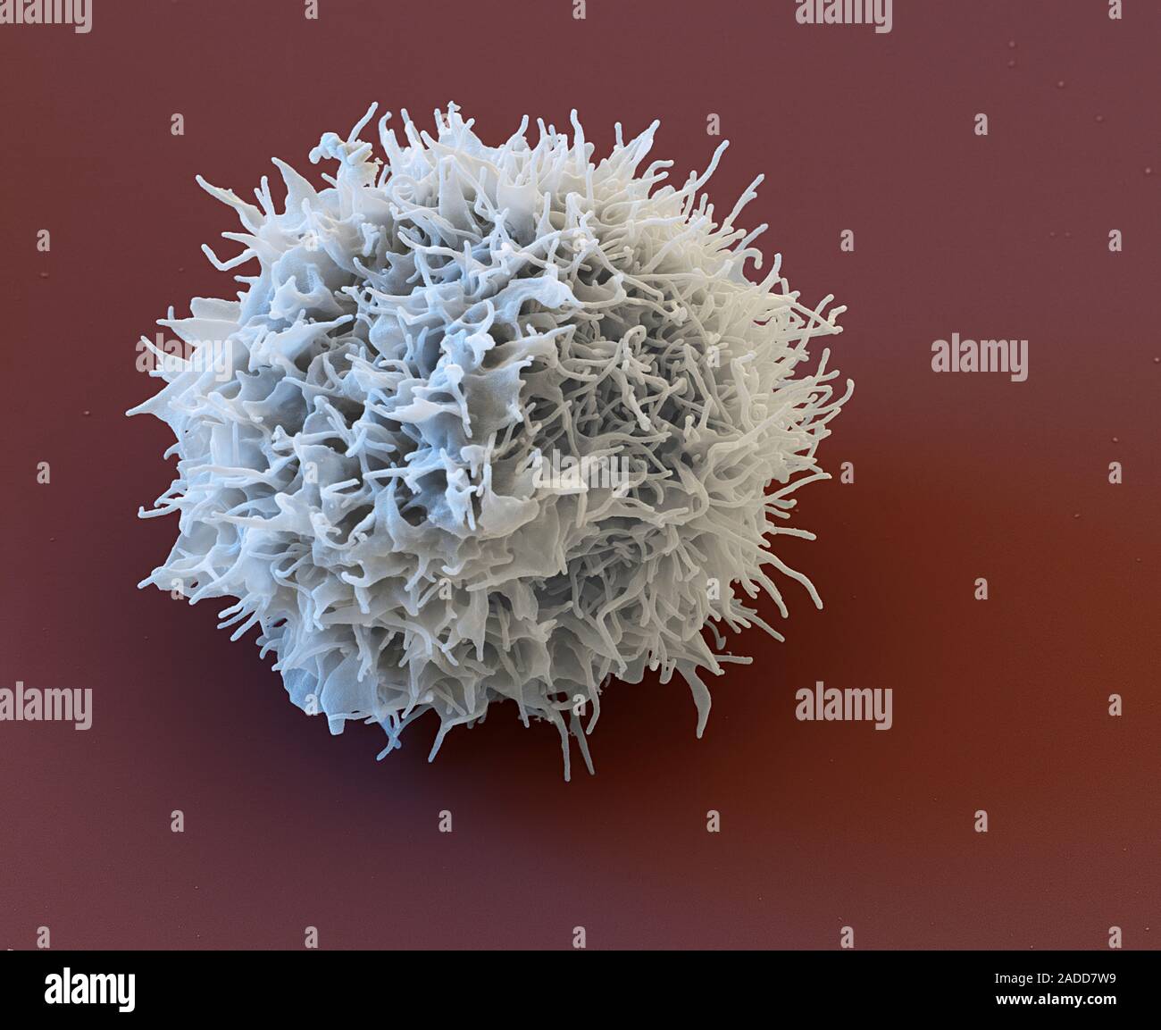 Dendritic cell, coloured scanning electron micrograph (SEM). This cell ...