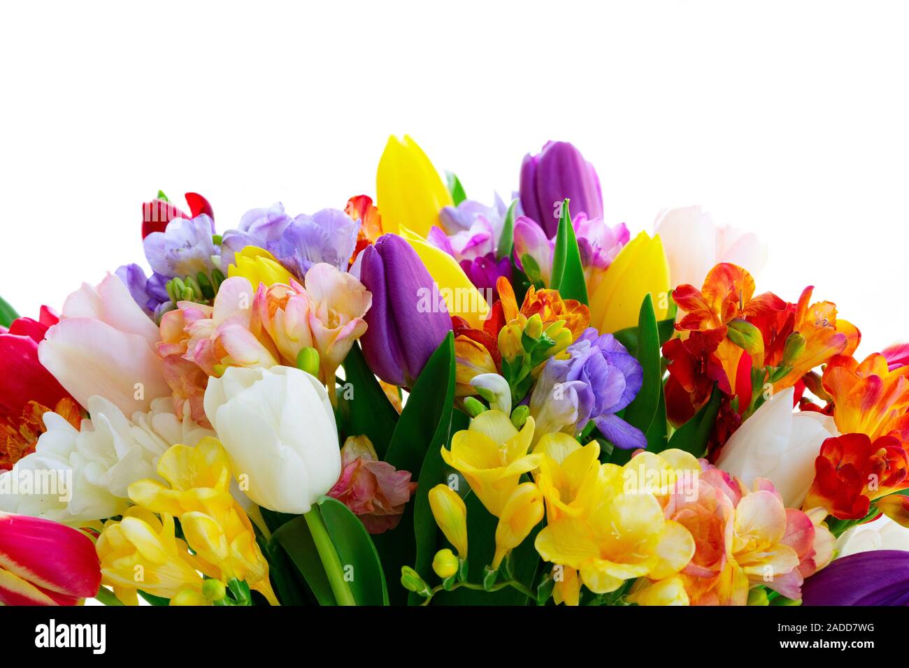 fresh tulips flowers Stock Photo - Alamy