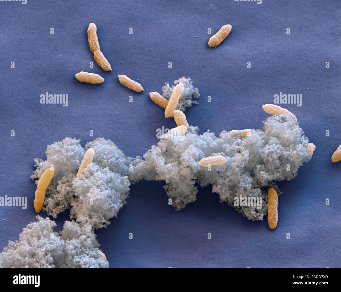 Geobacter waste bacteria. Coloured scanning electron micrograph (SEM ...
