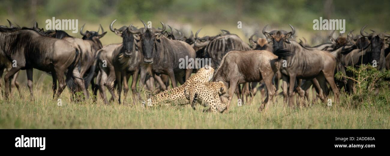 Herd watch two cheetah attack blue wildebeest Stock Photo - Alamy