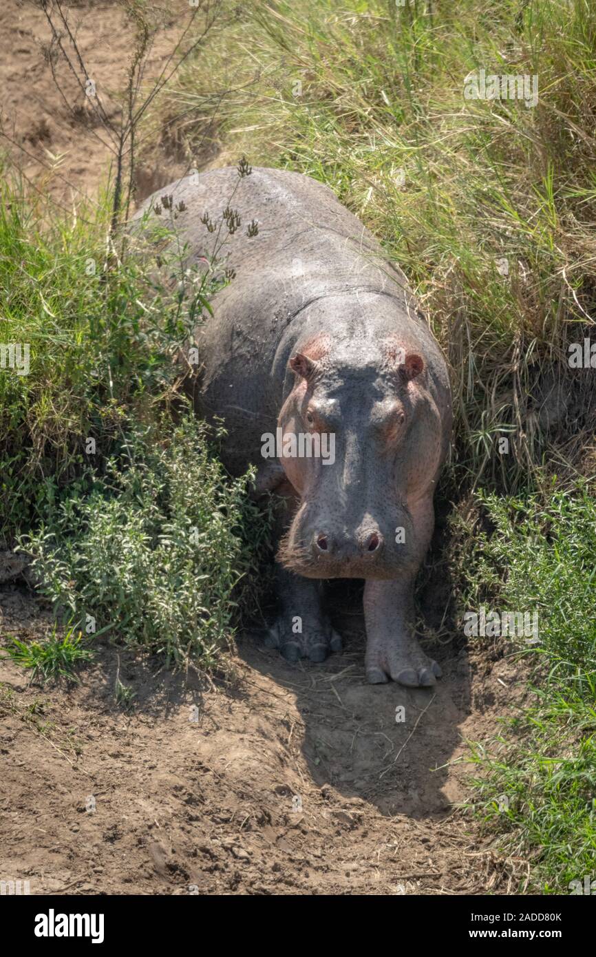 Hippo stands in grassy gully watching camera Stock Photo - Alamy