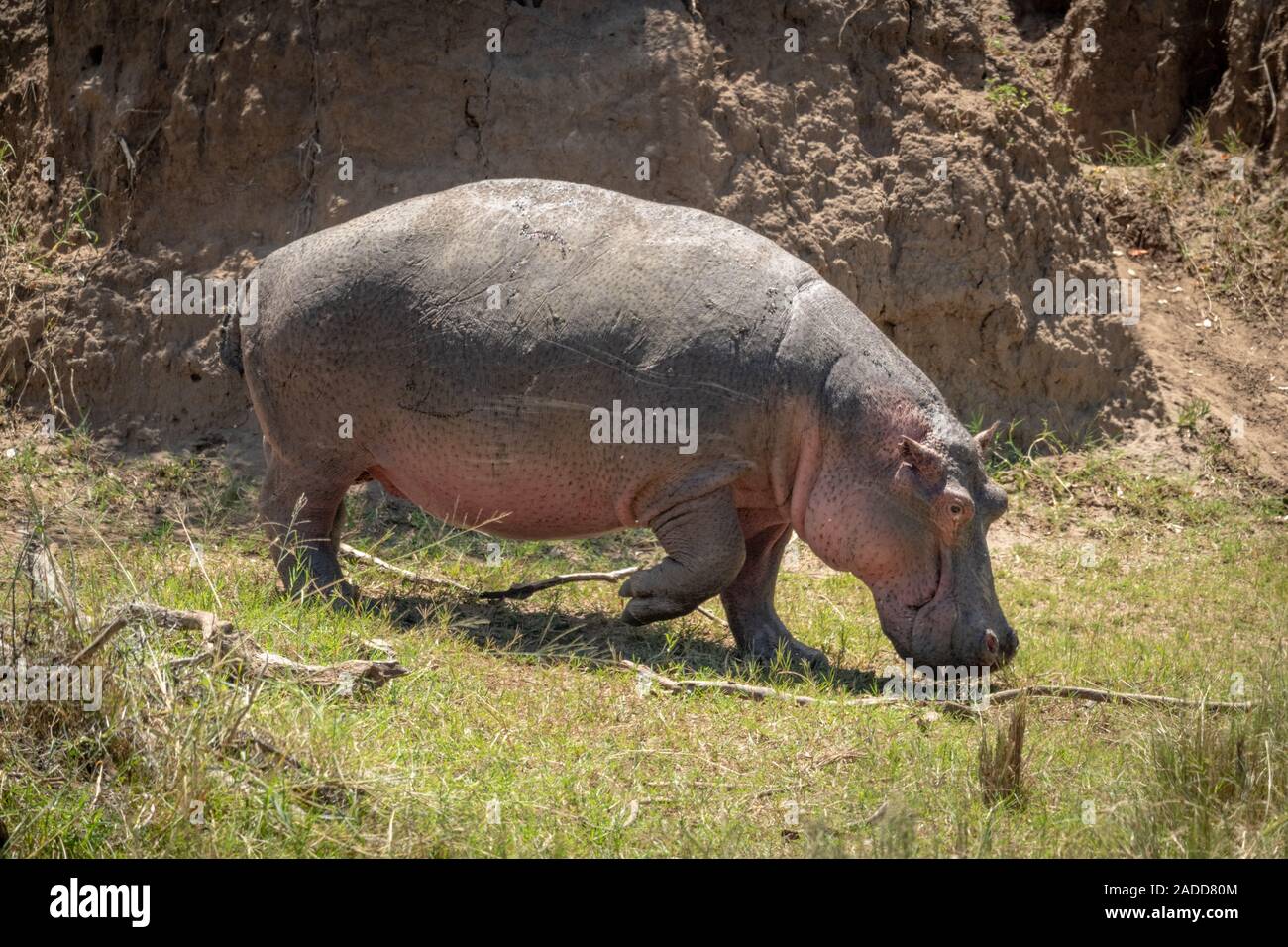 Hippo lifts foot walking down grassy bank Stock Photo - Alamy