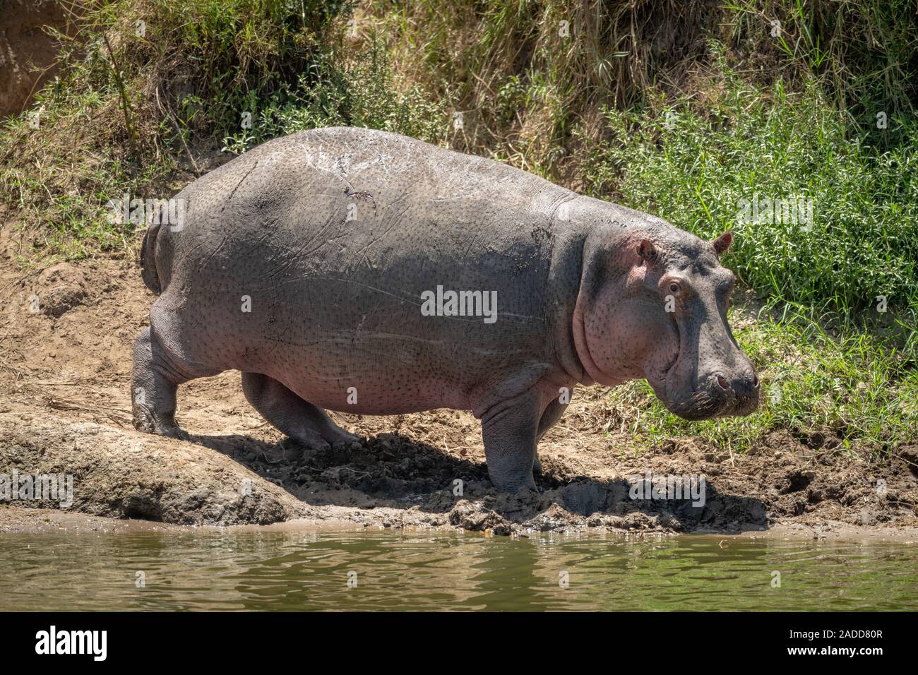 Hippo on river bank turns towards camera Stock Photo - Alamy