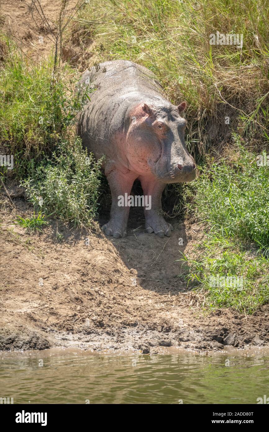 Hippo stands in overgrown gully eyeing camera Stock Photo - Alamy