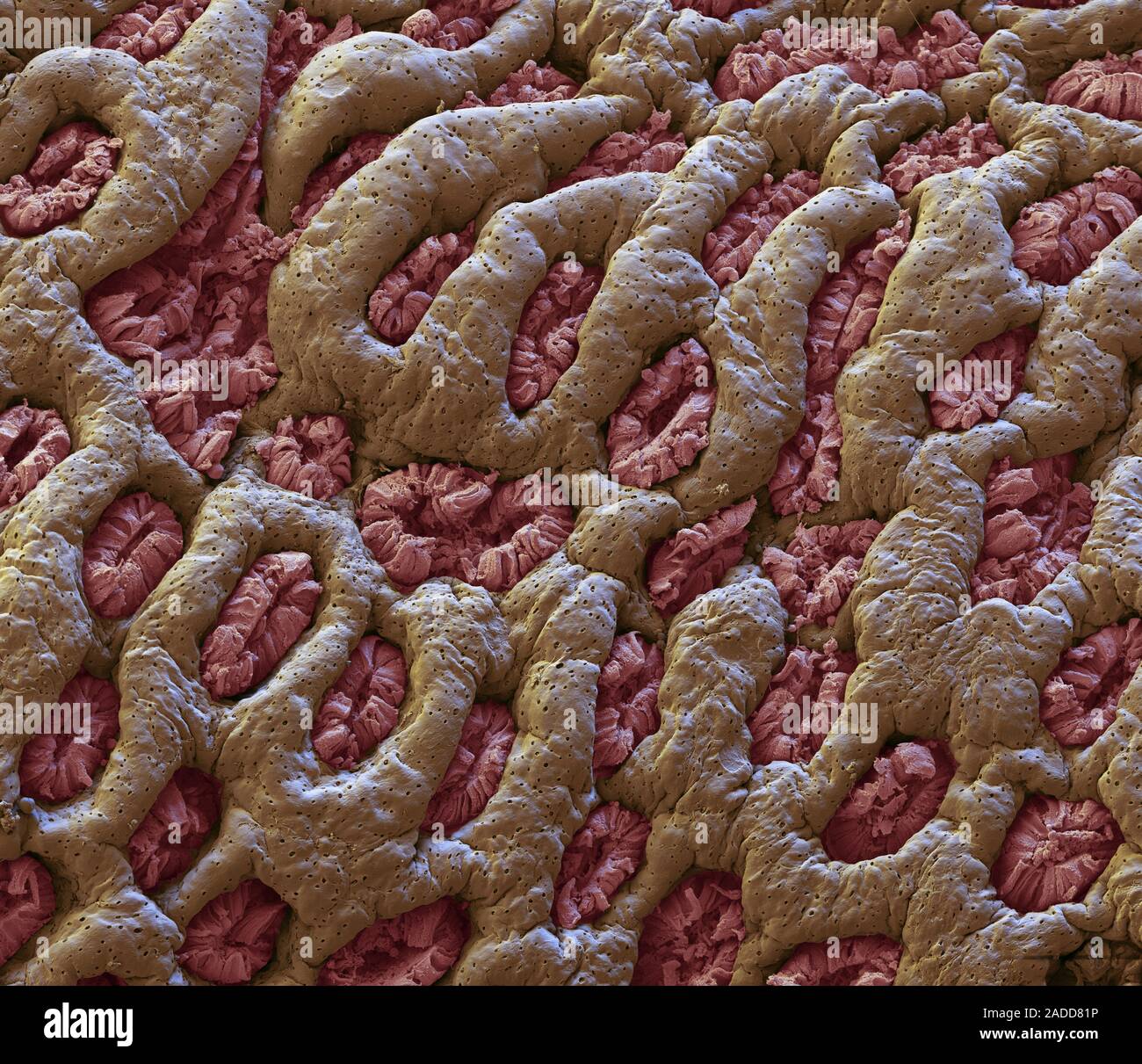 Intestinal glands. Coloured scanning electron micrograph of colonic ...