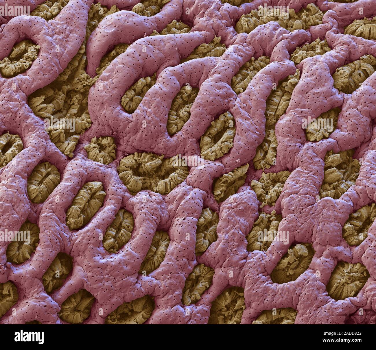 Intestinal glands. Coloured scanning electron micrograph of colonic ...