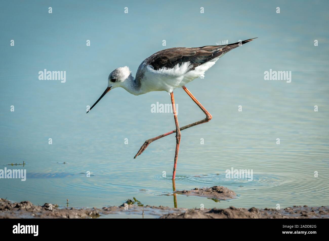 Immature black-winged stilt walking in shallow pool Stock Photo - Alamy