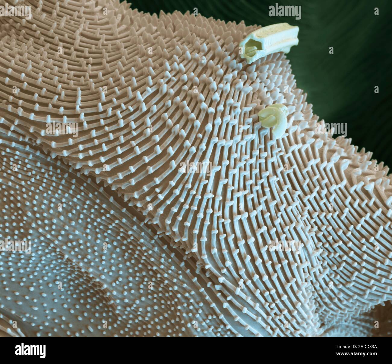 Mite exoskeleton. Coloured scanning electron micrograph (SEM) of the ...