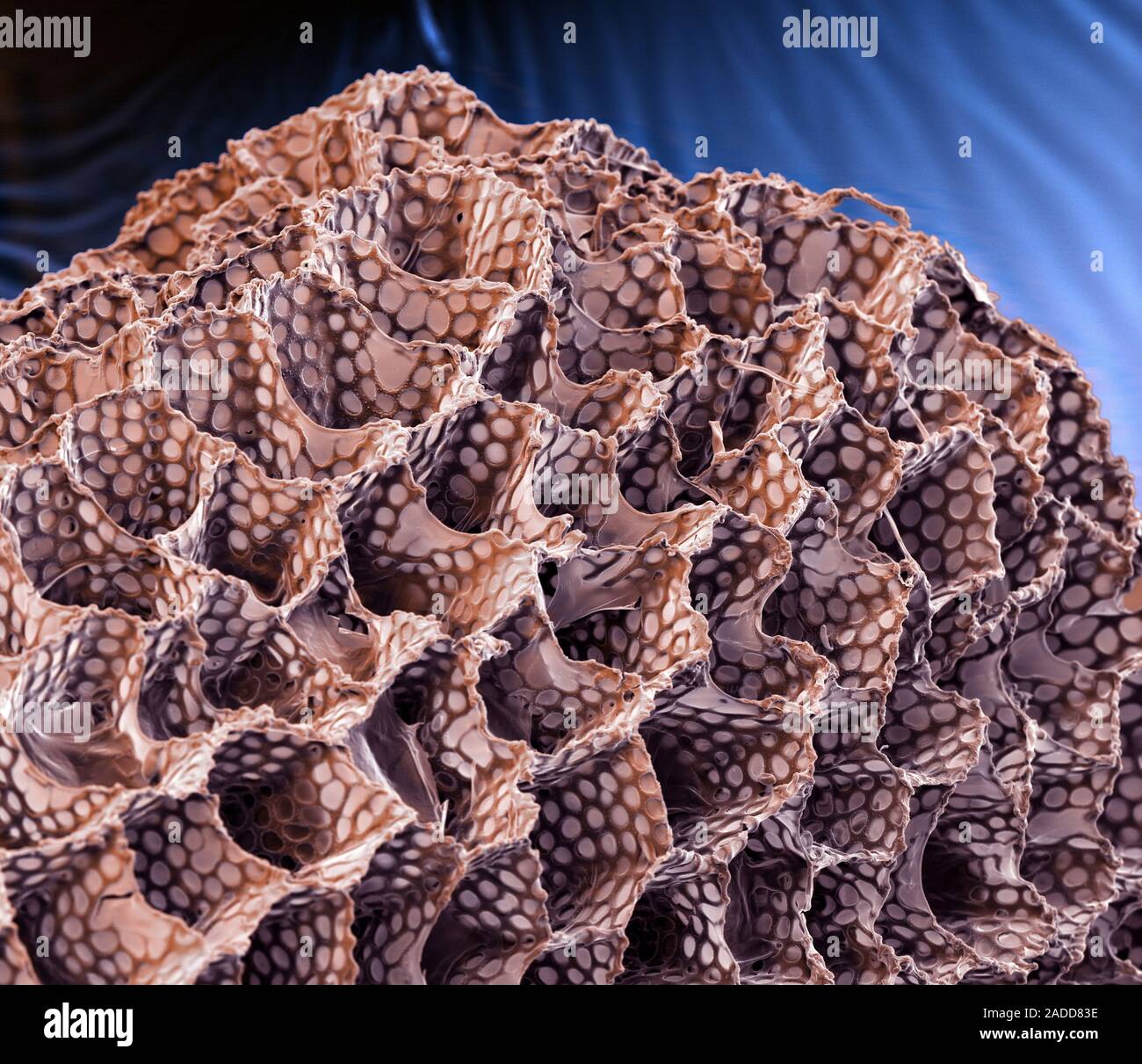 Airborne seed casing. Coloured scanning electron micrograph (SEM) of ...