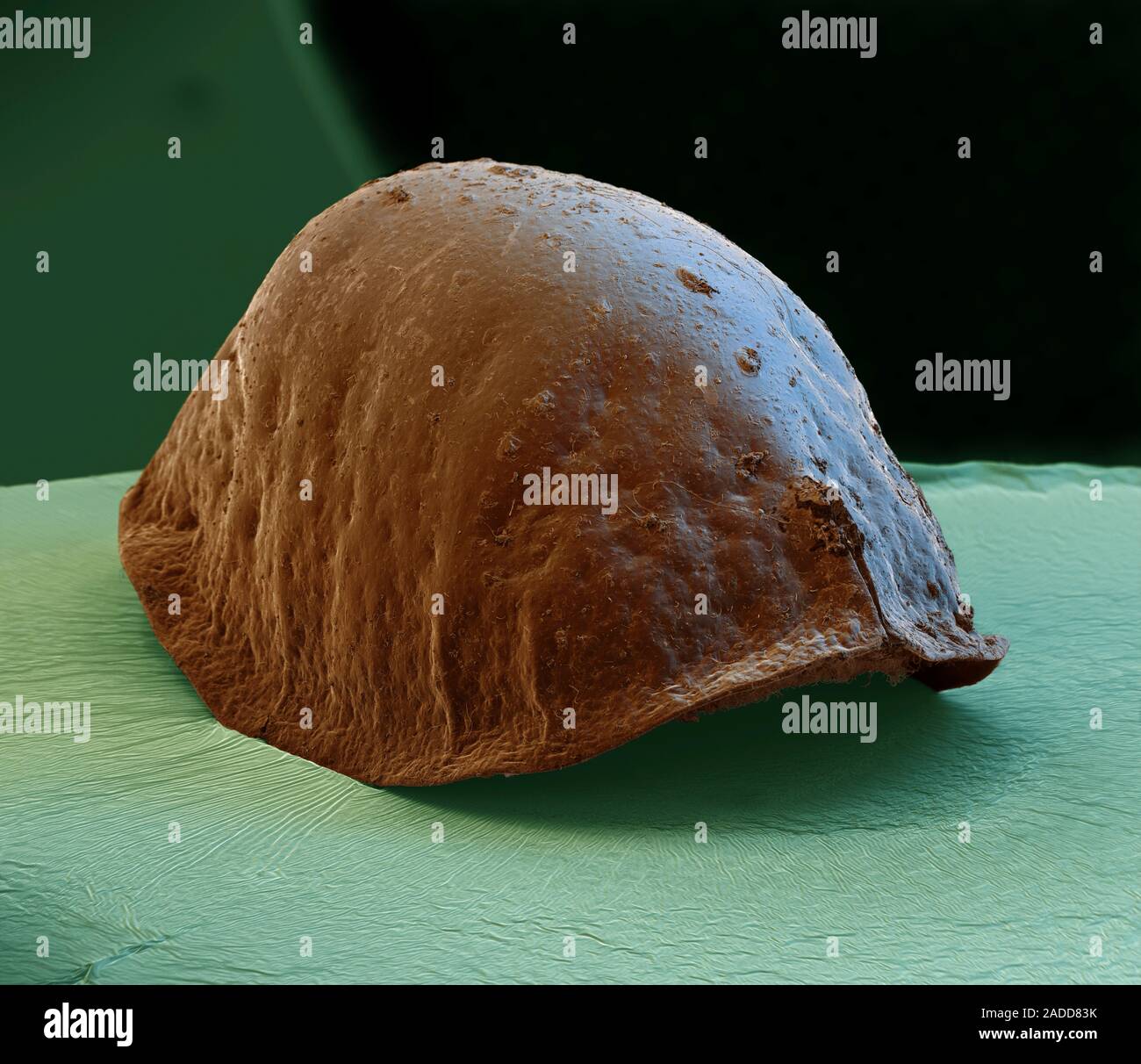 Scale insect. Coloured scanning electron micrograph (SEM) of a scale ...