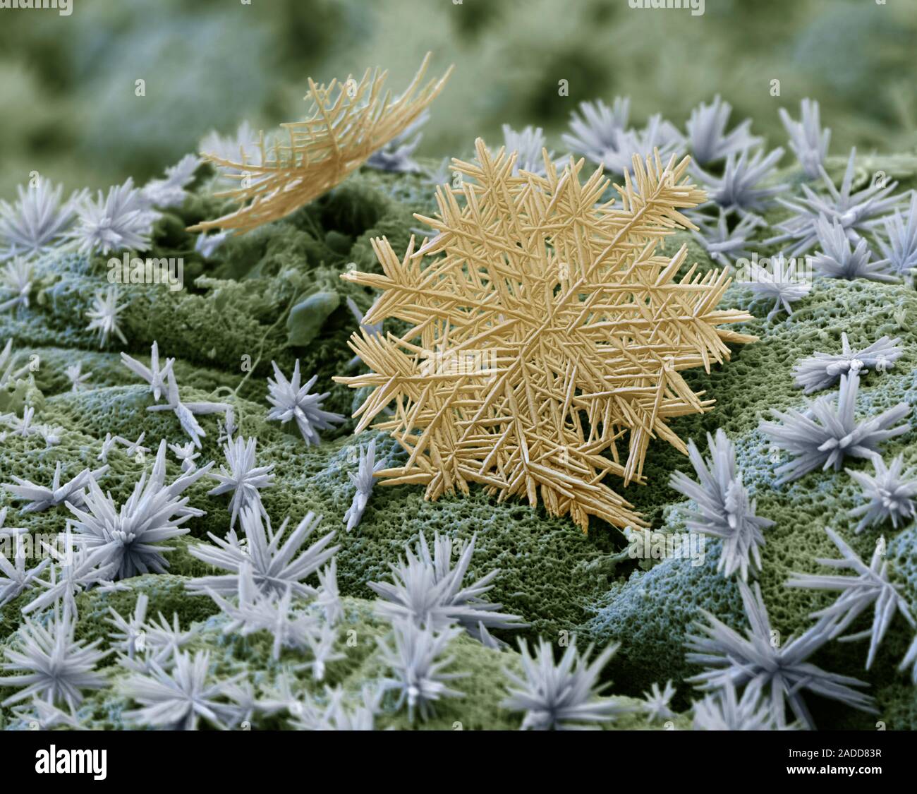 Electron microscopy solution crystals, coloured scanning electron ...