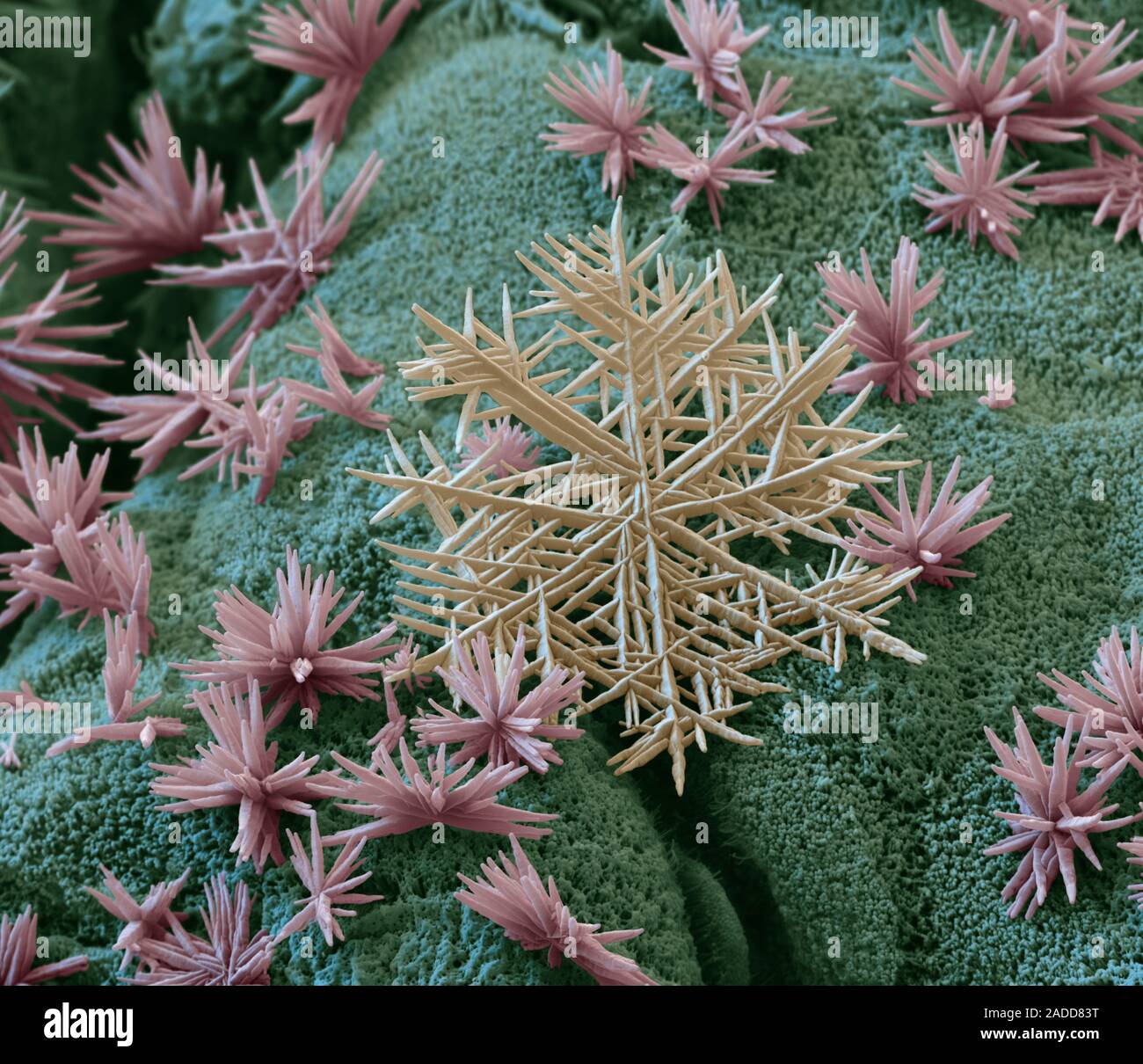 Electron microscopy solution crystals, coloured scanning electron ...