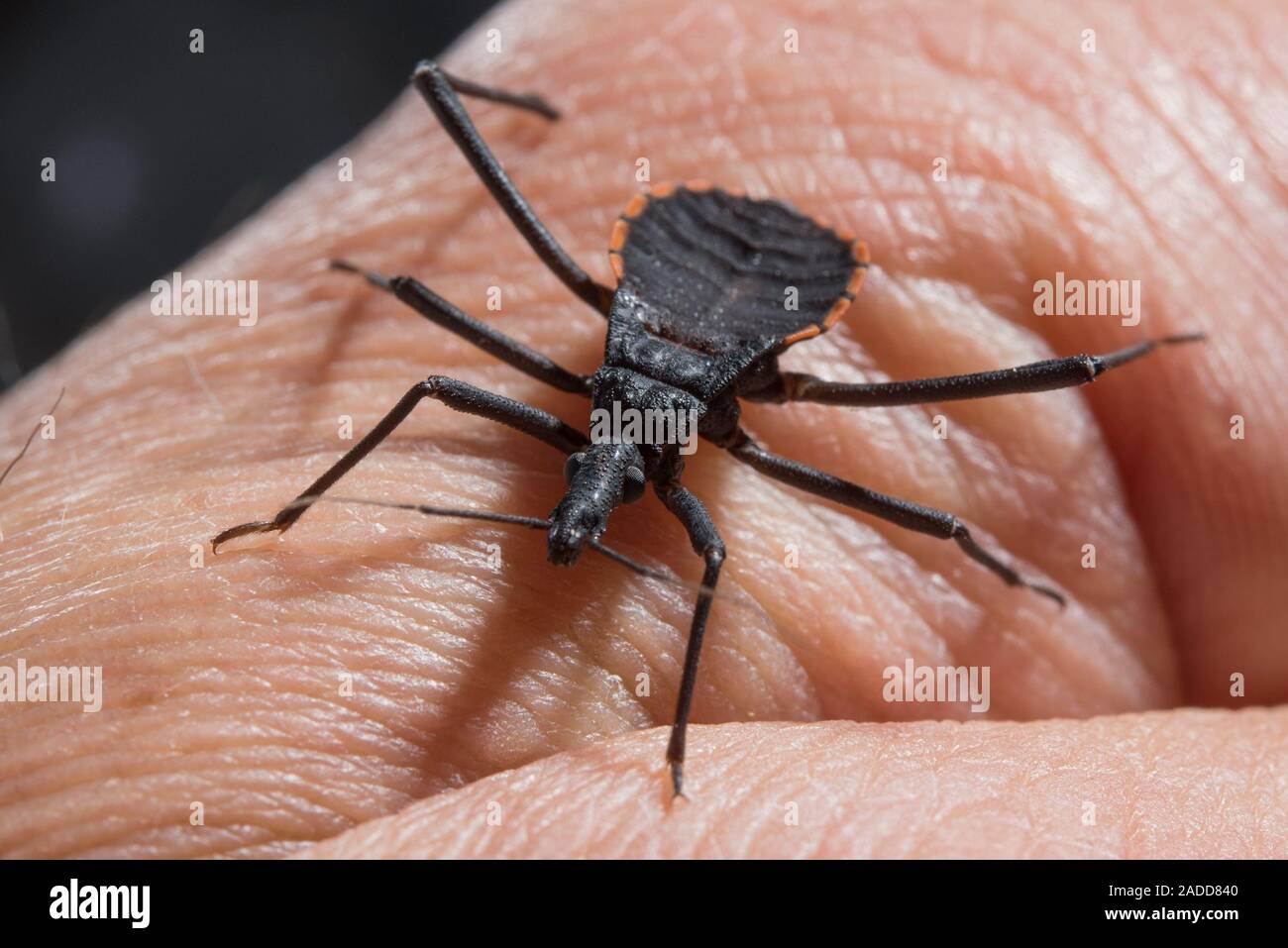 Dipetalogaster maxima bug, macrophotograph. This insect is classified ...