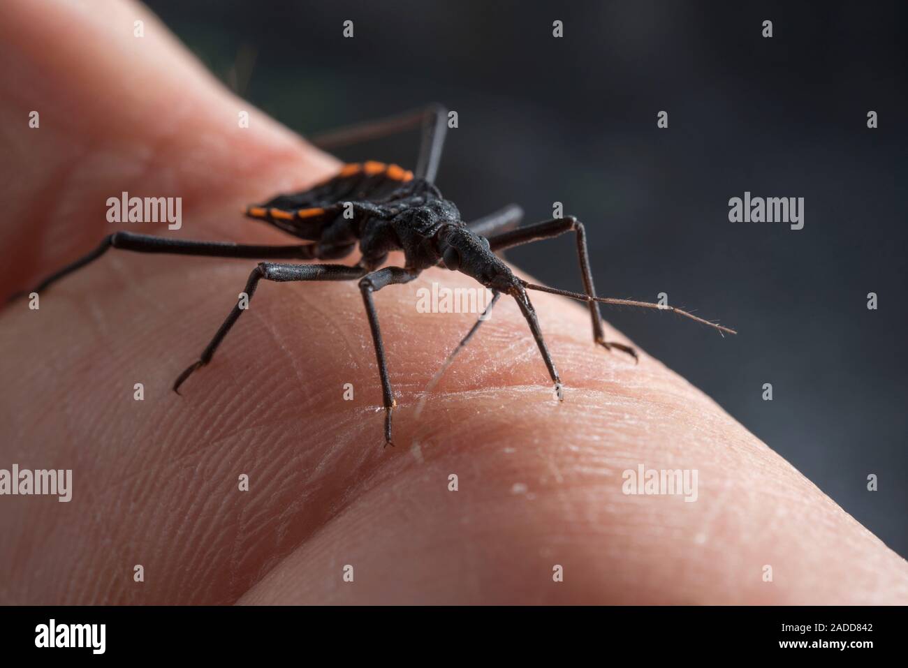 Dipetalogaster maxima bug, macrophotograph. This insect is classified ...