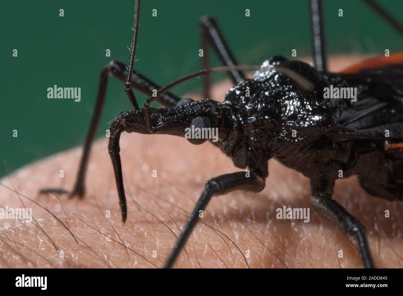 Dipetalogaster maxima bug, macrophotograph. This insect is classified ...