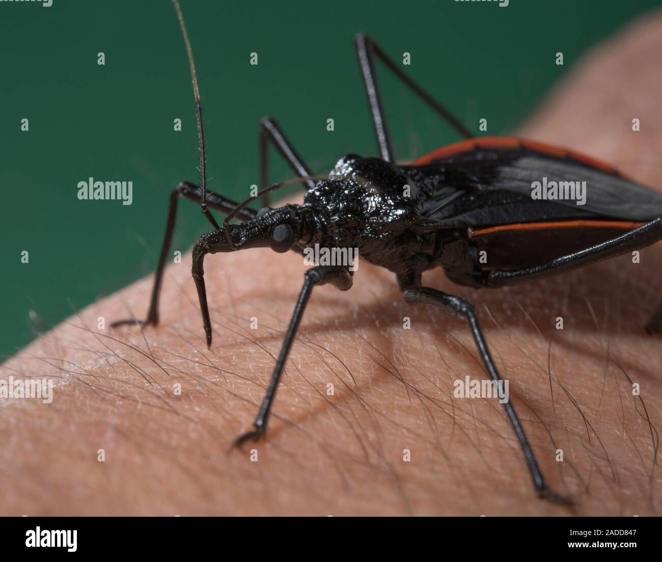 Dipetalogaster maxima bug, macrophotograph. This insect is classified ...